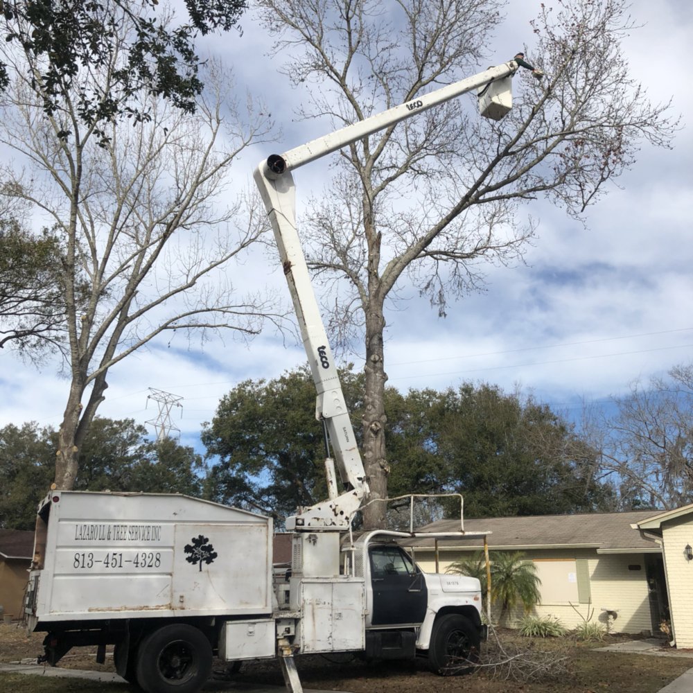 LAZARO LEAL LANDSCAPING AND TREE SERVICES - Updated October 2025 - 10 ...