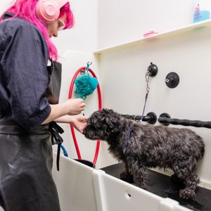 PETS ON BROADWAY - Updated May 2026 - 123 Photos & 272 Reviews - 2762 ...
