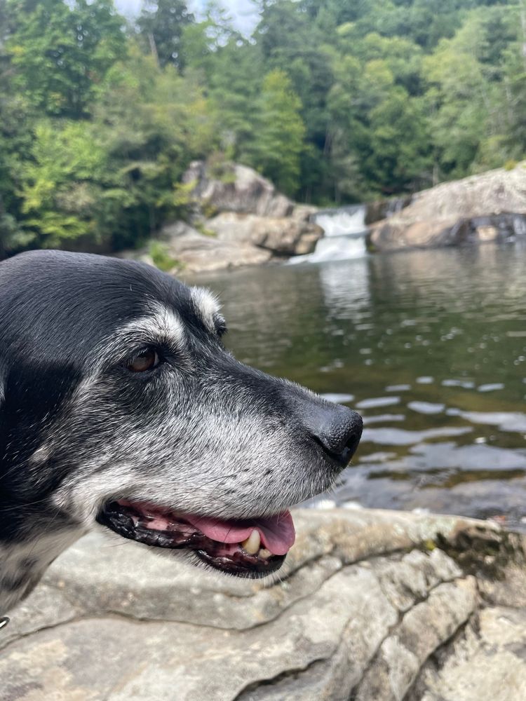 GODSPEED ANIMAL CARE - Updated October 2024 - 27 Photos & 28 Reviews ...