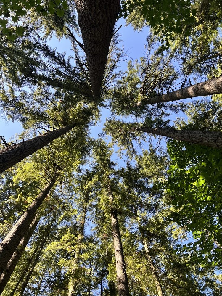 SUNNYSIDE ACRES URBAN FOREST - Updated January 2026 - 11 Photos - 2598 ...