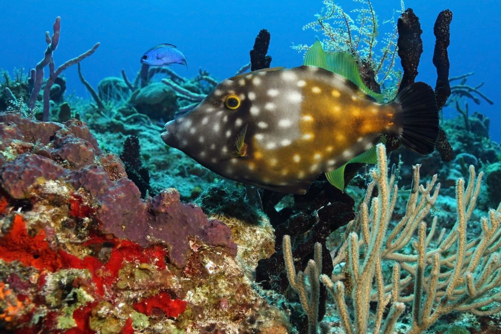 MERMAID DIVERS - Updated July 2024 - Pompano Beach, Florida - Scuba ...