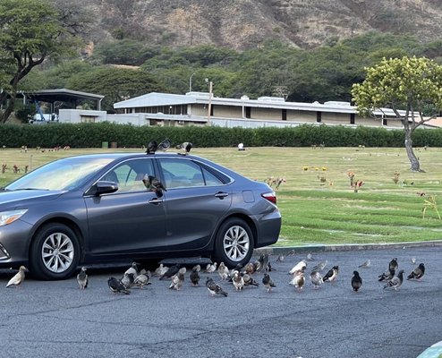 DIAMOND HEAD MEMORIAL PARK - Updated July 2025 - 158 Photos & 24 ...
