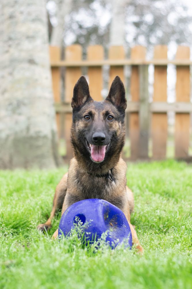 GET WISE K9 SERVICES - Updated August 2025 - Request Consultation - 11 Photos - Houston, Texas ...