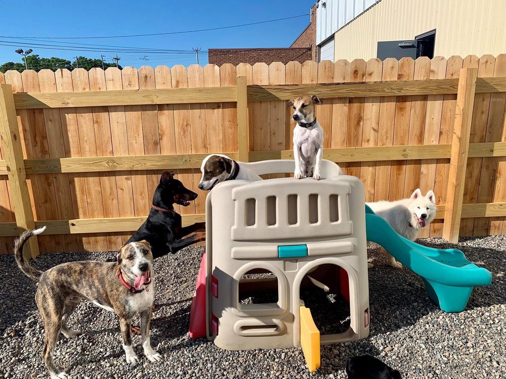 CORY’S CANINE COVE - Updated July 2025 - 604 Old Liverpool Rd ...