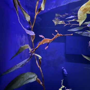 THE DALLAS WORLD AQUARIUM - 3392 Photos & 1191 Reviews - 1801 N Griffin ...