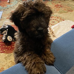 XO PUPS PUREBRED & DESIGNER - 104 Photos & 26 Reviews - 14398 Chantilly ...