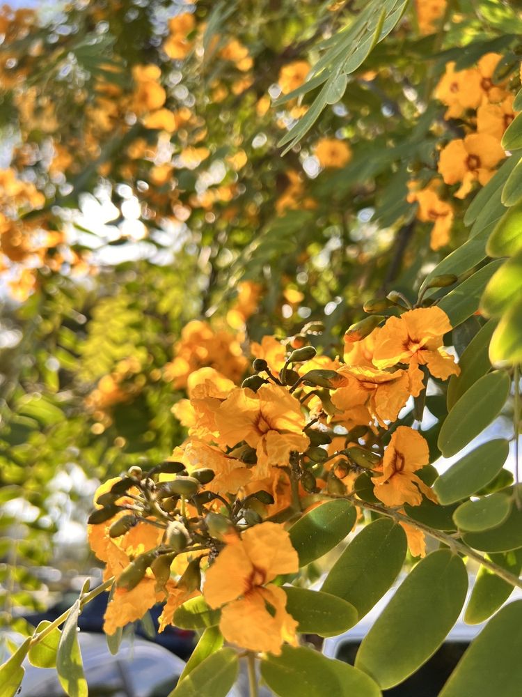 LIBERTY STATION NTC PARK - 544 Photos & 148 Reviews - Parks - 2455 ...