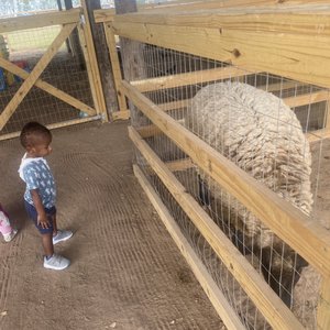 BAYOU WILDLIFE ZOO - 329 Photos & 123 Reviews - 5050 FM 517, Alvin, TX ...