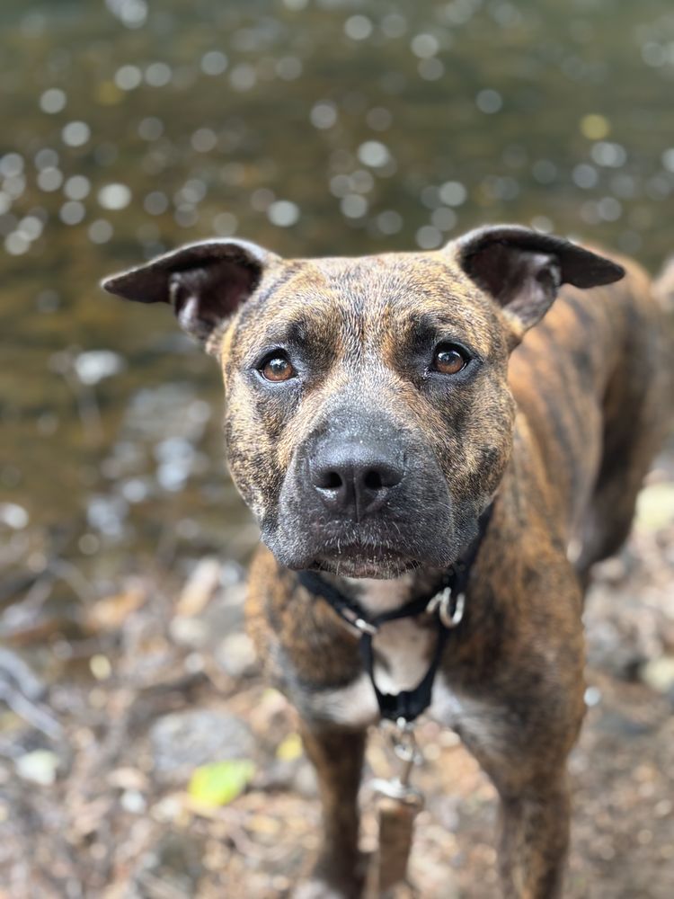 LEXI’S PAWS AND PEACE GROOMING - Updated July 2025 - Request a Quote ...