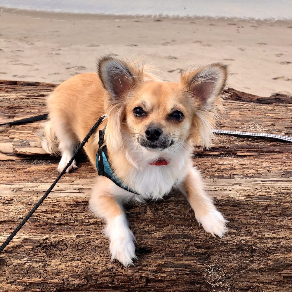 WIGGLY TAILS DOG RESCUE - 18 Photos & 13 Reviews - 1580 Maxwell Rd ...