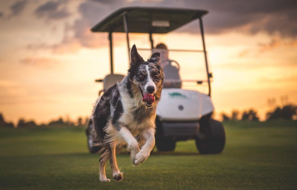 TURTLE CREEK GOLF COURSE - Updated December 2025 - 16 Photos & 26 ...