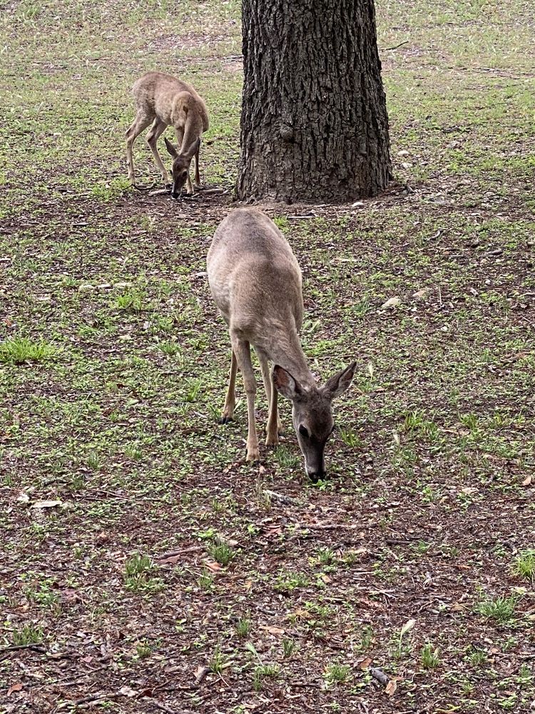 KERRVILLE RIVER TRAIL - Parks - 701 Main St, Kerrville, TX - Phone ...