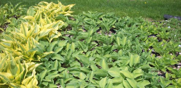 THE HOSTA FARM OF MENDON - Updated October 2025 - 52 Bates St, Mendon ...