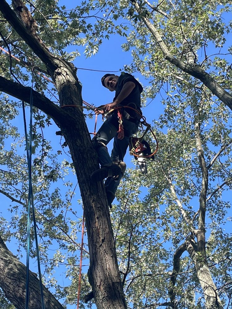 DJ’S TREE ASSASSINS - Updated February 2025 - Request a Quote - 19 ...