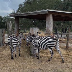 GIRAFFE RANCH - 252 Photos & 64 Reviews - Ranches - 38650 Mickler Dr ...