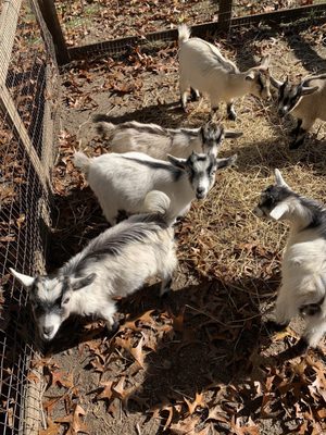 LONG ISLAND GAME FARM WILDLIFE PARK & CHILDREN’S ZOO - Updated November ...