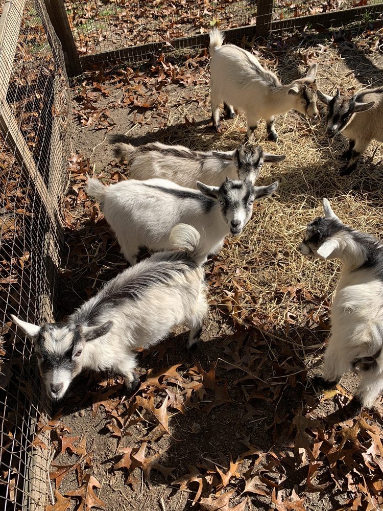 LONG ISLAND GAME FARM WILDLIFE PARK & CHILDREN’S ZOO - Updated November ...