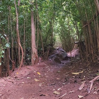 AIEA LOOP TRAIL - 1319 Photos & 302 Reviews - 99-1849 Aiea Heights Dr ...