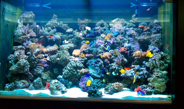 ALL ABOUT FISH - Updated January 2026 - 28 Photos & 15 Reviews - 12260 ...