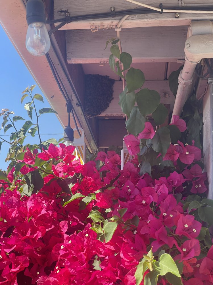 RAINBOW PEST CONTROL - Updated January 2026 - 24 Photos - 4333 N 6th Dr ...