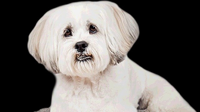 TASSARNAS TRIM OCH SPA - Teknikgatan 20, Kungsbacka, Sweden - Pet ...