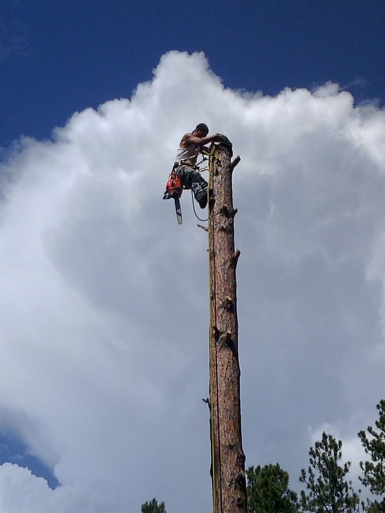 AAAA HEALTHY TREE - Updated November 2025 - 11 Photos - 1837 S Nevada ...