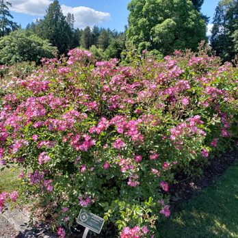 POINT DEFIANCE ROSE GARDEN - Updated May 2026 - 460 Photos & 30 Reviews ...