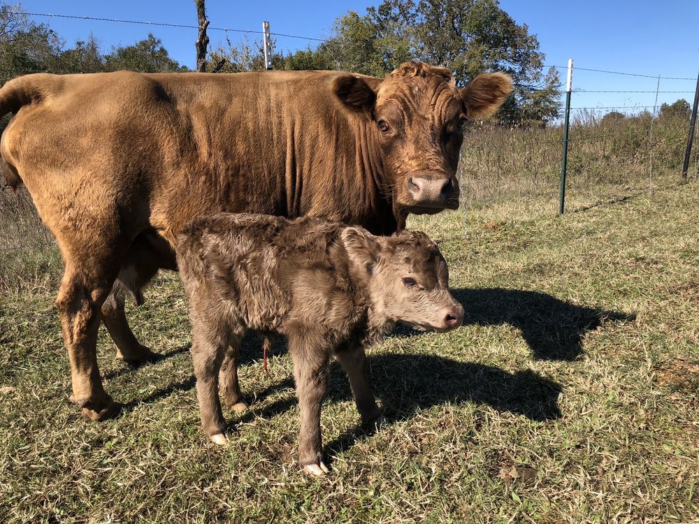 EVENING STAR RANCH - Updated June 2025 - Iola, Texas - Ranches - Phone ...