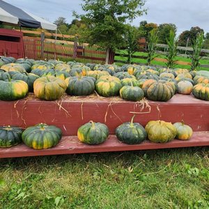 HOMESTEAD FARM OF JONES FAMILY FARMS - Updated October 2024 - 315 ...