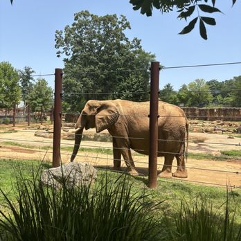 ZOO ATLANTA - Updated April 2025 - 2906 Photos & 668 Reviews - 800 ...