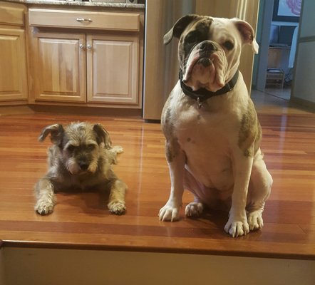 JACK’S DOG FARM - Pet Store - 6370 Easton Rd, Pipersville, Pennsylvania ...