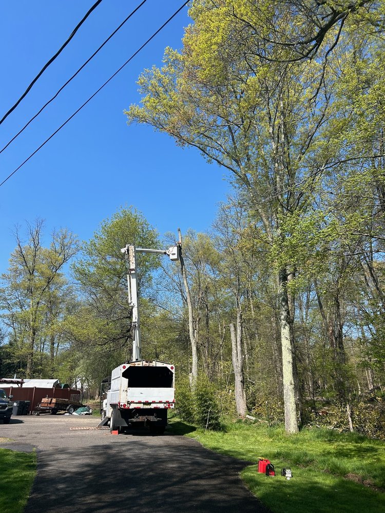 TREE TECHS CARE & REMOVAL - Updated January 2026 - Flemington, New ...