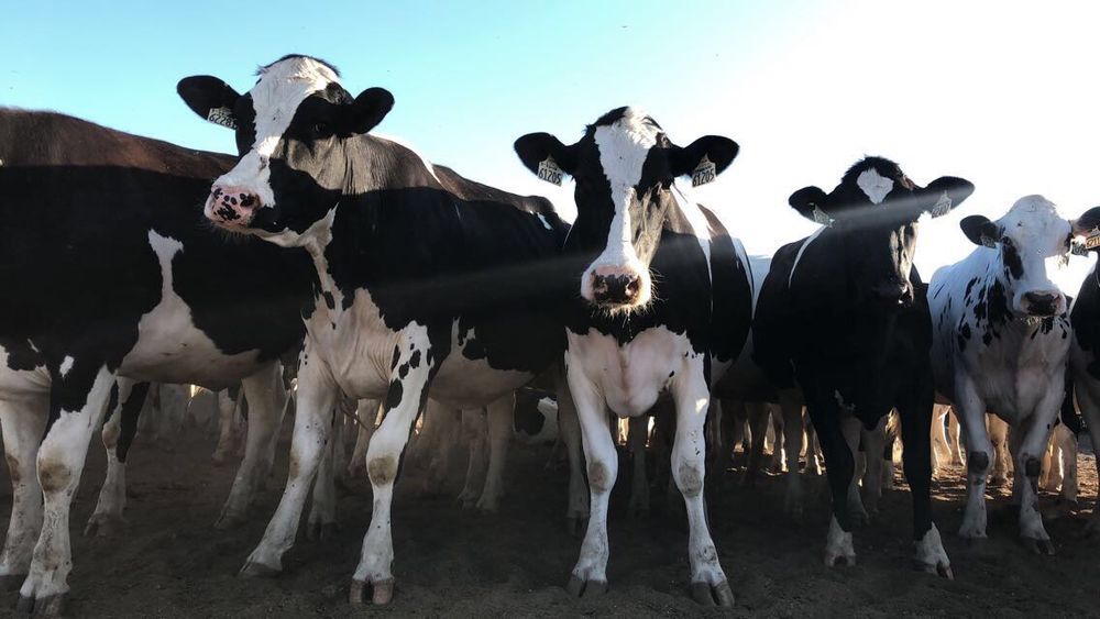 COSTA VIEW FARMS - Updated October 2025 - 16800 Rd 15, Madera ...