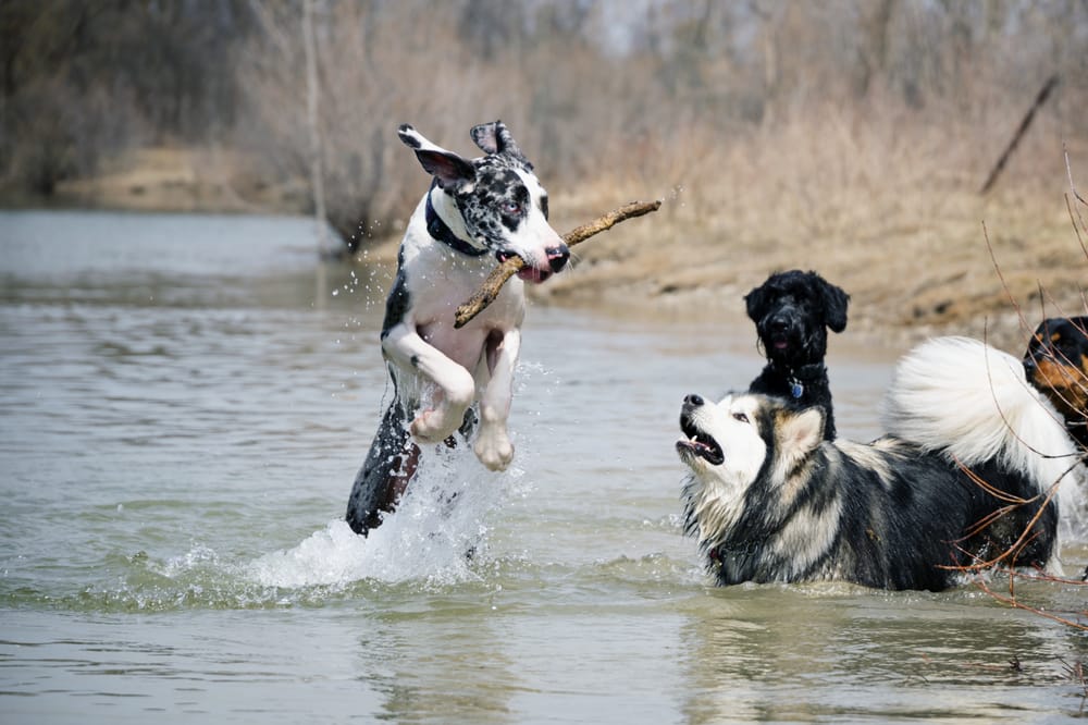 COMPLETE K9 - Updated April 2025 - 15 Schneider Avenue, Kitchener ...