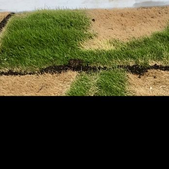 TEX TURF SOD - Updated January 2026 - 15 Reviews - 7701 Davis Blvd ...