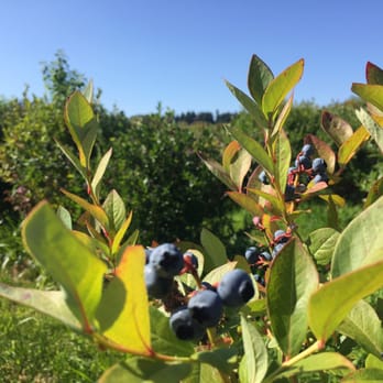 MERCER SLOUGH BLUEBERRY FARM - Updated July 2025 - 21 Photos & 10 ...