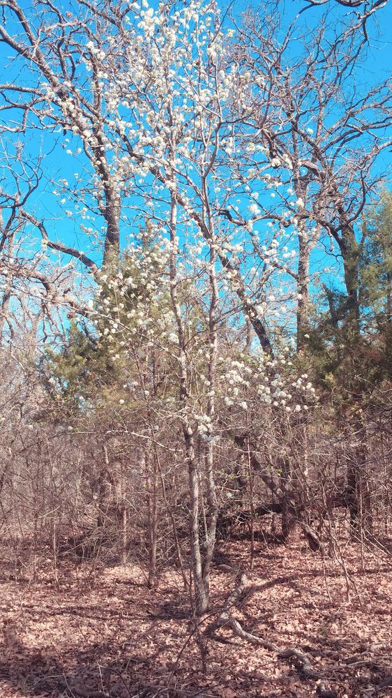 HORSESHOE TRAIL AT LAKE GRAPEVINE - 30 Photos & 10 Reviews - Hiking ...