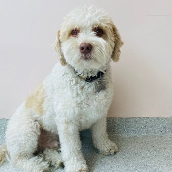 DOZO DOG - Updated September 2025 - 328 Photos & 117 Reviews - 25-52 ...