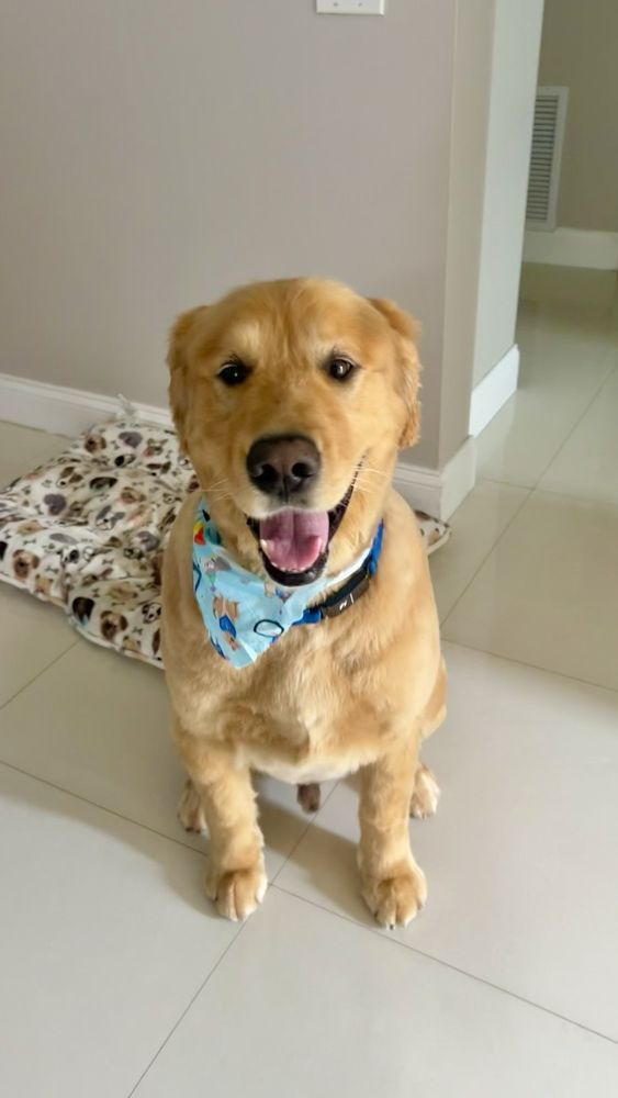 PRISTINE PAWS PET GROOMING - Updated December 2025 - 18 Reviews - 2934 S Jog Rd, Greenacres ...