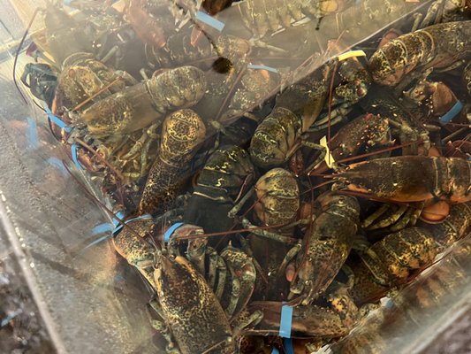 HOT LOBSTER DIM SUM - 95 Photos & 51 Reviews - 5689 Main Street ...