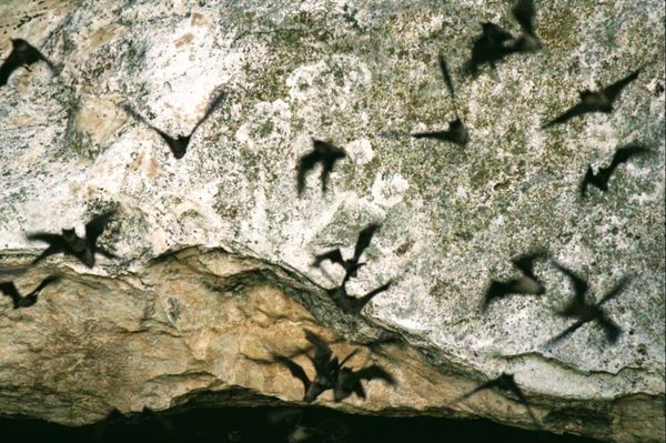 KICKAPOO CAVERN STATE PARK - Updated October 2024 - 26 Photos & 10 ...