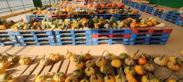 PRODUCE JUNCTION - Updated September 2024 - 37 Photos & 28 Reviews ...