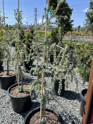 DEVIL MOUNTAIN WHOLESALE NURSERY - SAN RAMON - Updated November 2025 ...