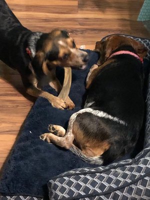 THE CRITTER SITTER - Updated October 2025 - Request a Quote - 15 Photos ...