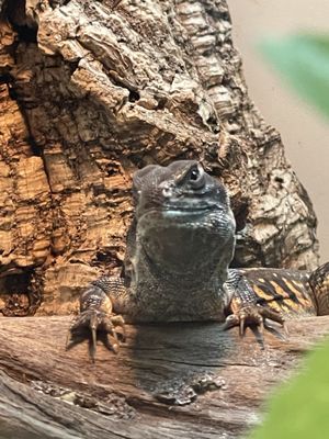 EAST BAY VIVARIUM - Updated January 2026 - 726 Photos & 619 Real ...