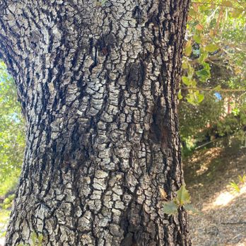 RICHARDS TREE SERVICE - Updated October 2025 - 31 Reviews - 18285 China ...