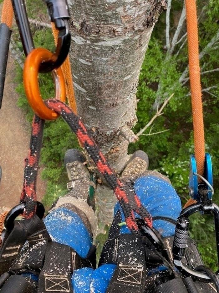 JM ARBORICULTURE - Updated January 2025 - 20 Photos - 677 QC-117, Mont ...