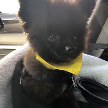 JABULA DOG ACADEMY - Updated October 2025 - 13 Photos & 28 Reviews - 32 ...