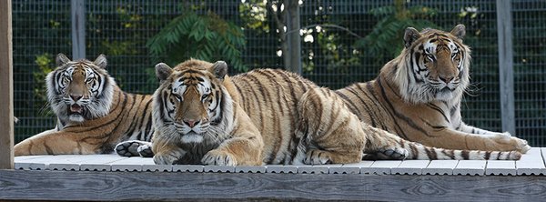 TIGER WORLD - 376 Photos & 101 Reviews - 4400 Cook Rd, Rockwell, North ...