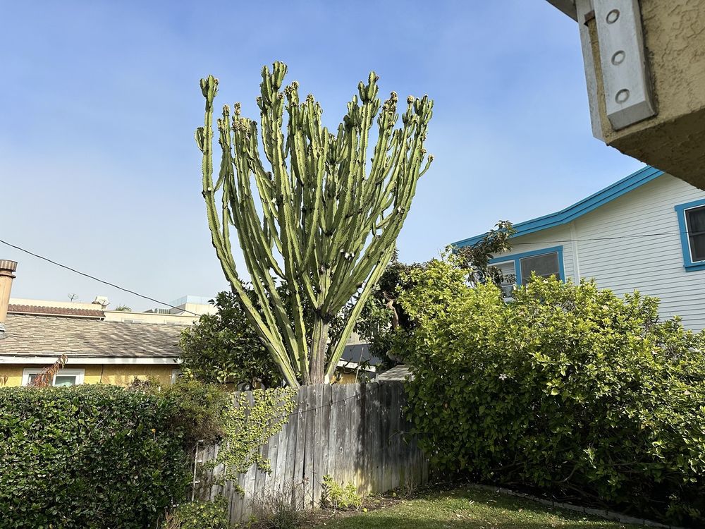 ACOTILLO TREE SERVICE - Updated October 2025 - 23 Photos & 22 Reviews ...